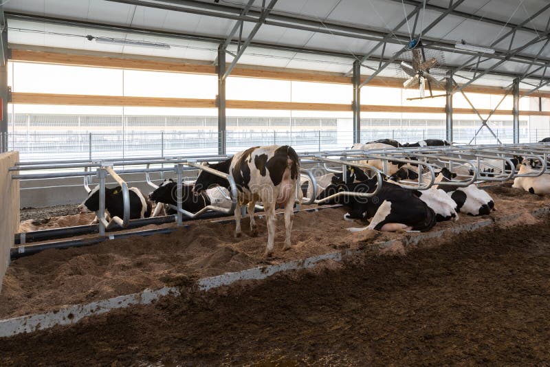 A Group of Free-roaming Cows in a Paddock at a Modern Dairy Farm Stock ...