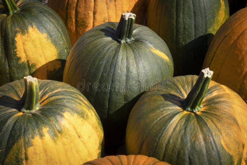 Group of Fresh Autumn Pumpkins Close Up Outdoors Stock Photo - Image of pumpkin, harvest: 257050668
