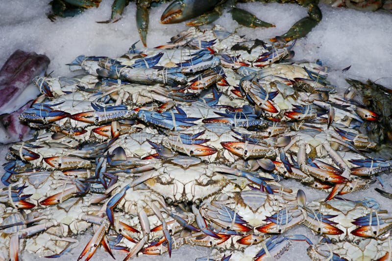 Group of Fresh Blue Crabs on Ice in a Market Stall for Sell in Dubai ...