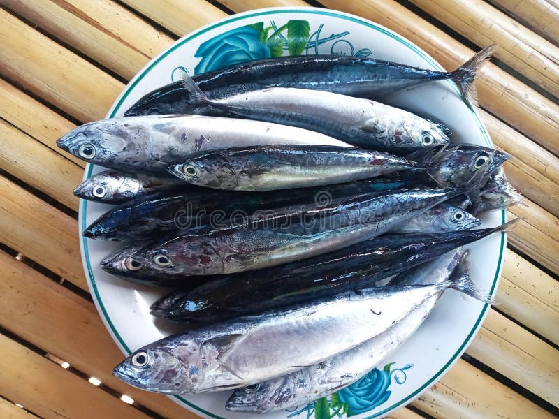 Group of Fresh Bullet Tuna Fish on White Plate on Bamboo Surface Stock ...