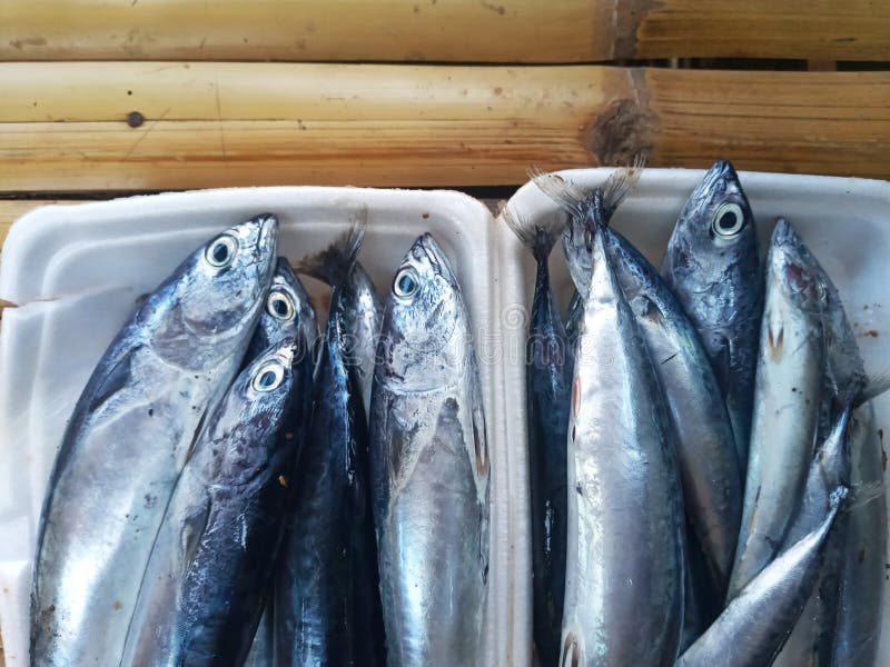 Group of Fresh Bullet Tuna Fish on White Styrofoam on Bamboo Surface ...