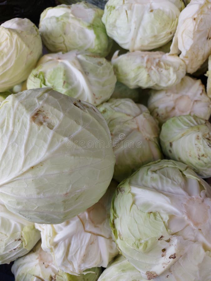 A Group of Fresh Cabbage for Background Stock Photo - Image of ...