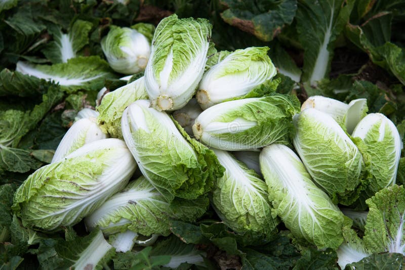 Group of Fresh Chinese Cabbage in Organic Farm. Stock Photo - Image of ...