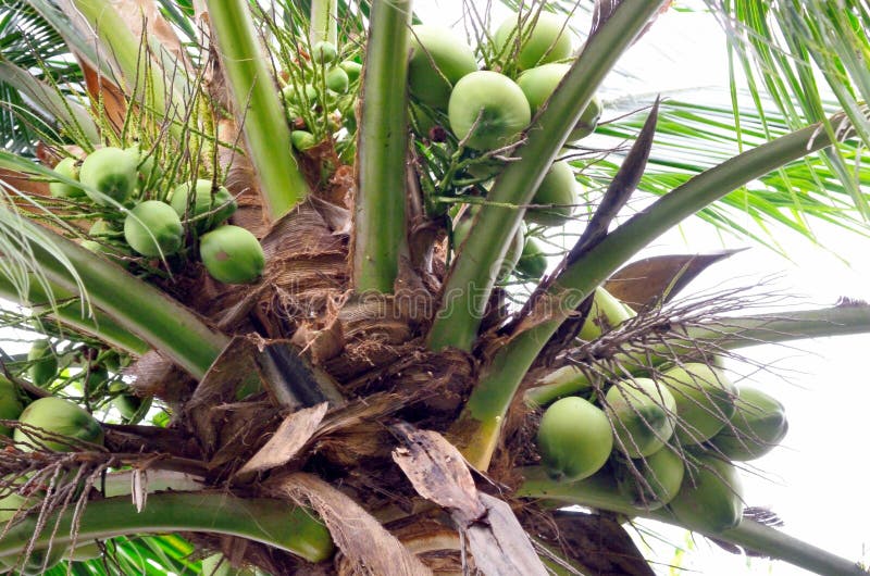 Group of Fresh Coconut on Tree Stock Image - Image of nature, farm ...