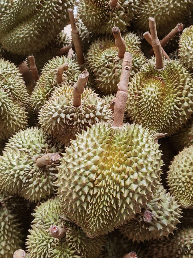 Group of fresh durians stock image. Image of summer - 218489707
