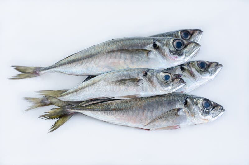Fresh Fish on a White Background. Mackerel. Stock Image - Image of ...