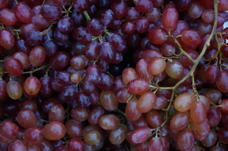 Group of fresh grapes stock photo. Image of dieting, dark - 82720670
