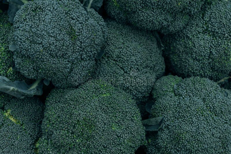 Group of Fresh Green Broccoli Stock Photo - Image of green, organic ...