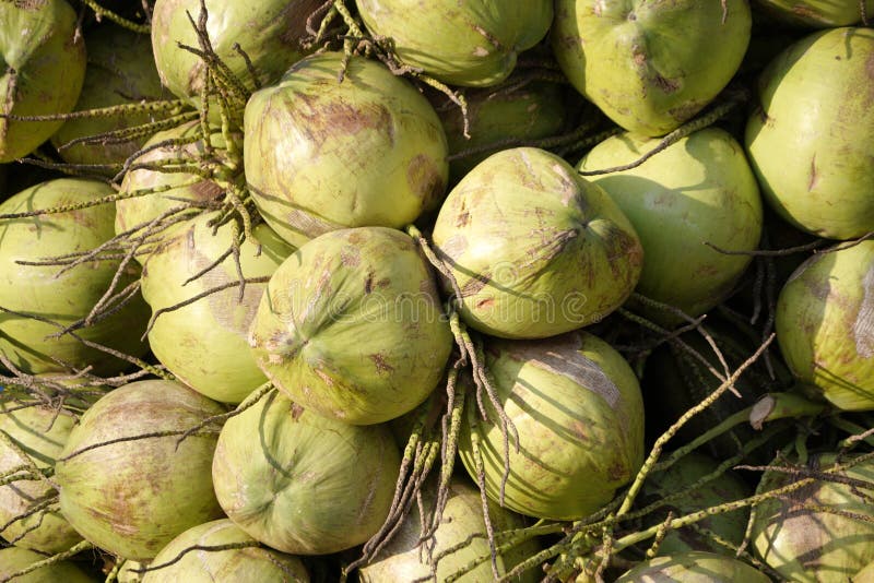 Group of Fresh Green Coconuts in Market. Stock Image - Image of ...