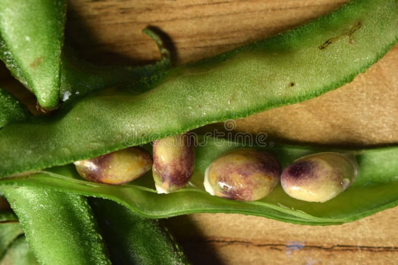 Group of Fresh Hyacinth Bean or Same Ki Phalli on Wooden Table Close Up ...
