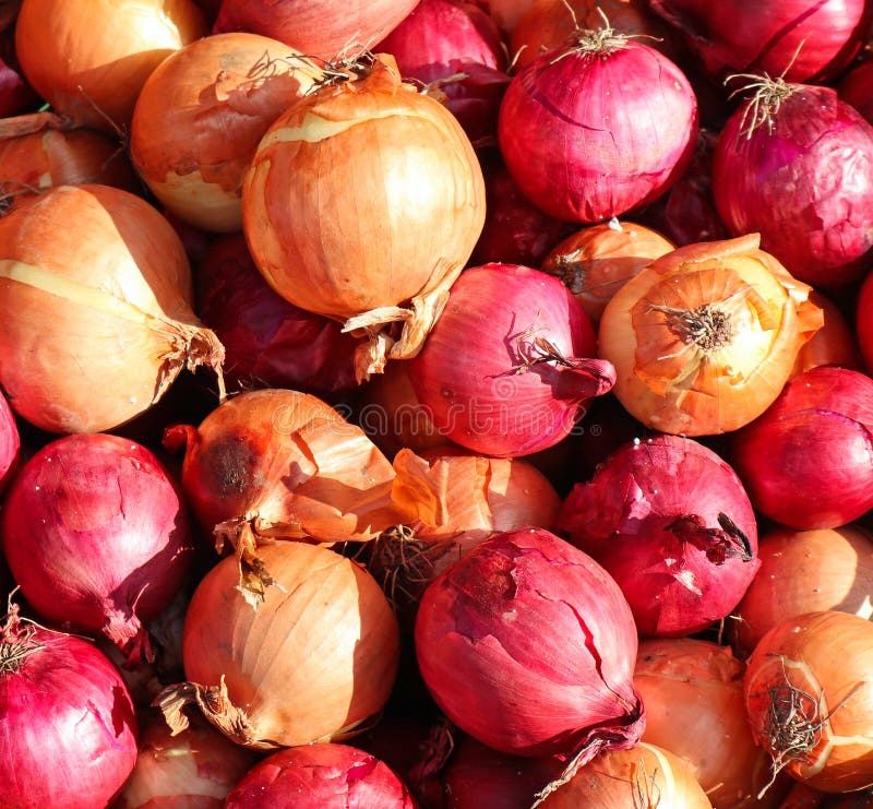 Group of Fresh Onions Closeup Stock Image - Image of angle, plant ...