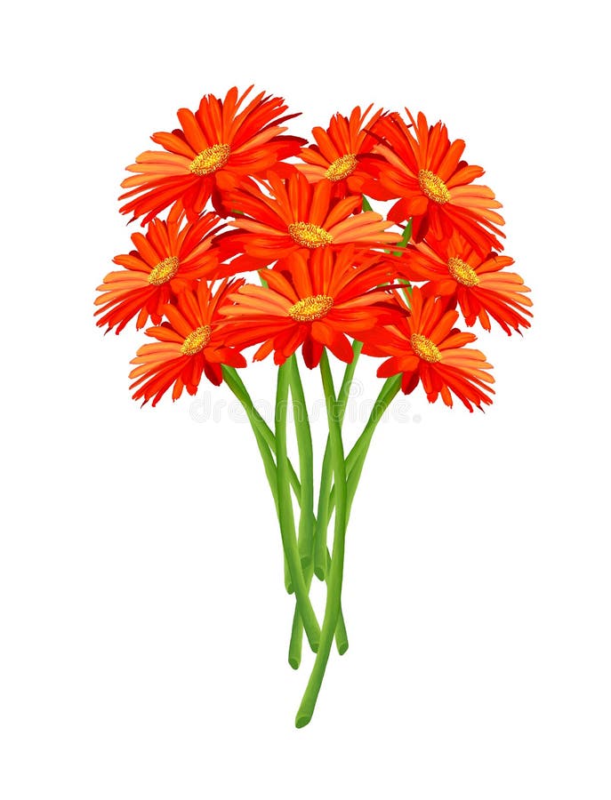 A Group of Fresh Orange Gerbera Flowers Stock Illustration ...