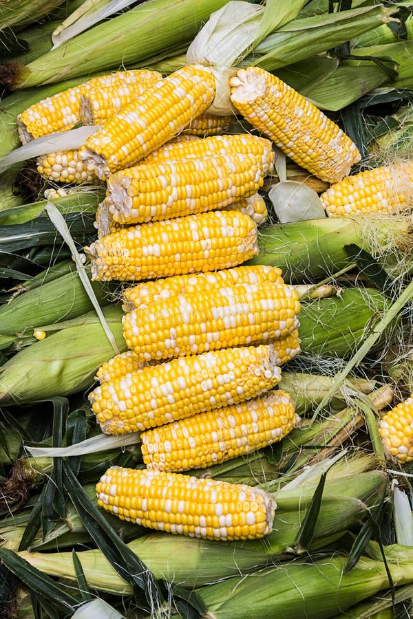 Group of Fresh Organic Corn. Stock Image - Image of organic, close ...