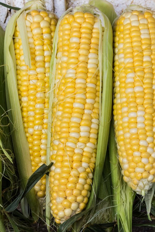 Group of Fresh Organic Corn. Stock Image - Image of maize, sweet: 41643069