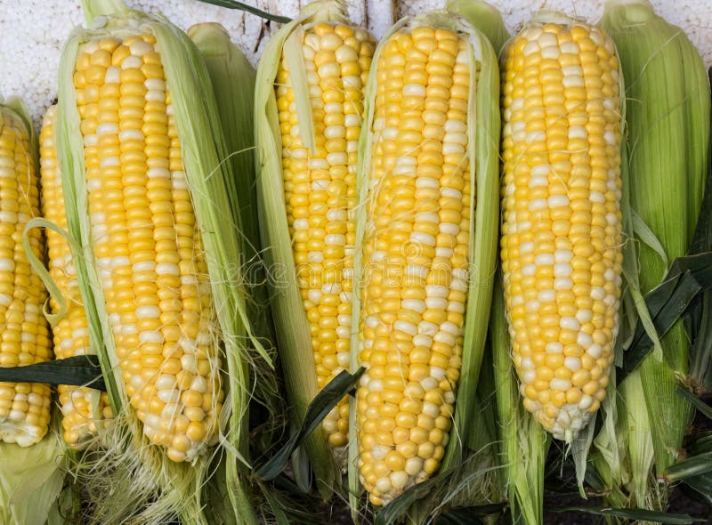 Group of Fresh Organic Corn. Stock Photo - Image of crop, appetizing ...