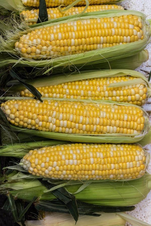 Group of Fresh Organic Corn. Stock Image - Image of horizontal ...