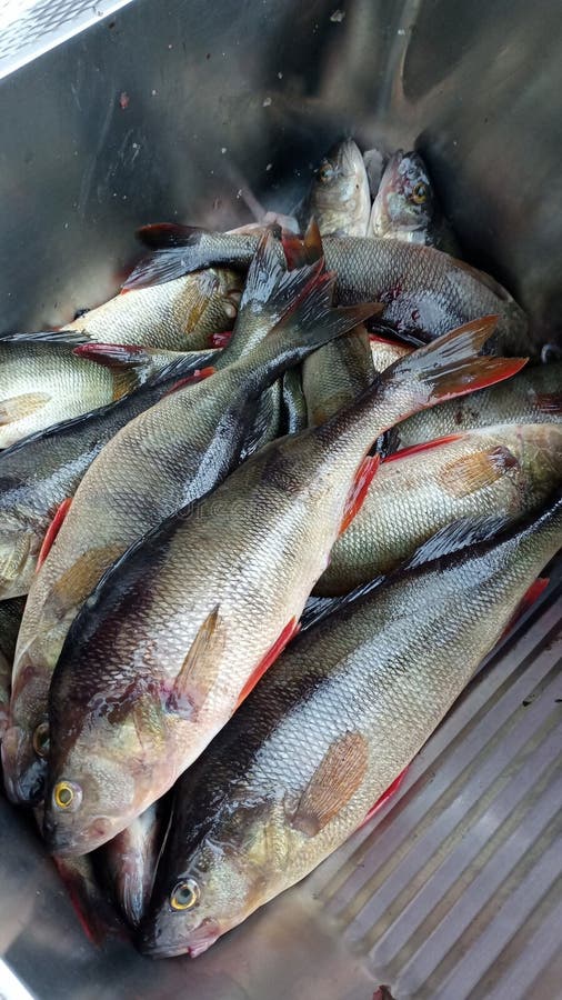 Group of Fresh Perch Fish Just Fishing Stock Image - Image of uncooked ...