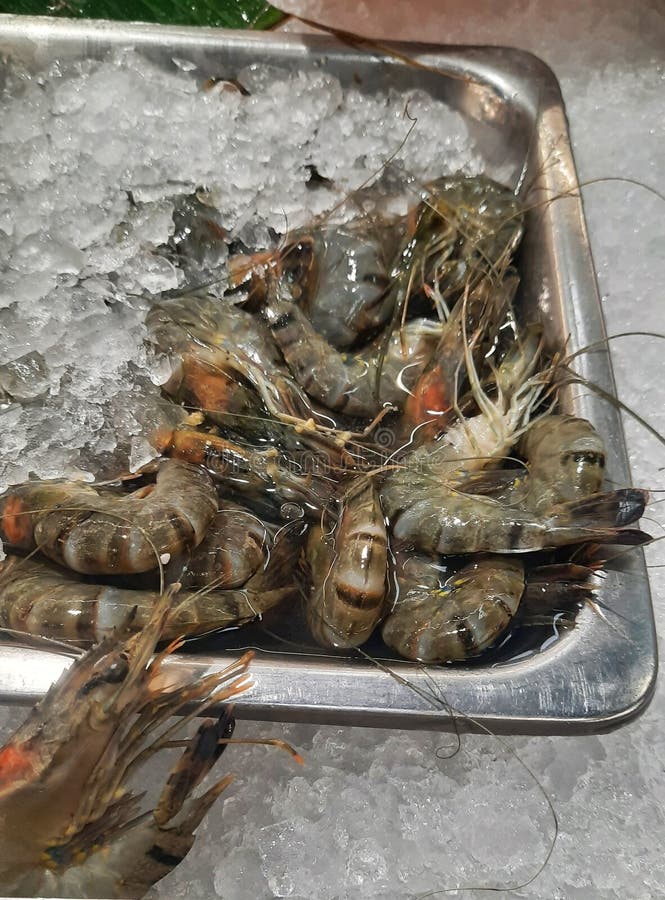 A Group of Fresh Prawn on the Ice Stock Photo - Image of prawn, closeup ...