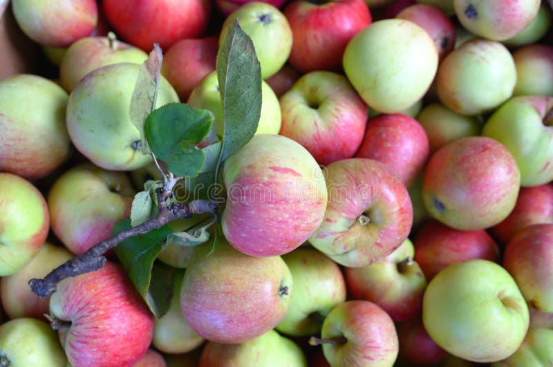 Group of Fresh Red and Green Apples Stock Image - Image of natural ...