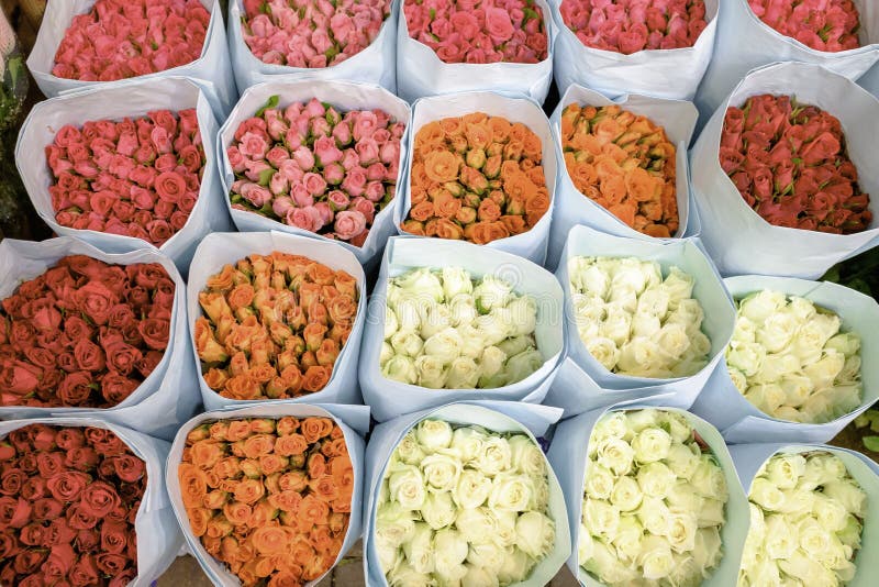 Group of Fresh Roses Flower in Various Color Stock Image - Image of ...