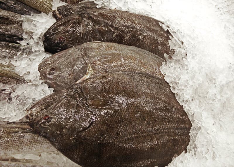 Group of Fresh Spiny Turbot Fish on Ice Stock Photo - Image of display ...