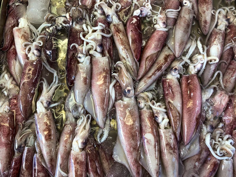 Group of Fresh Squid Sell in Local Market Stock Photo - Image of color ...