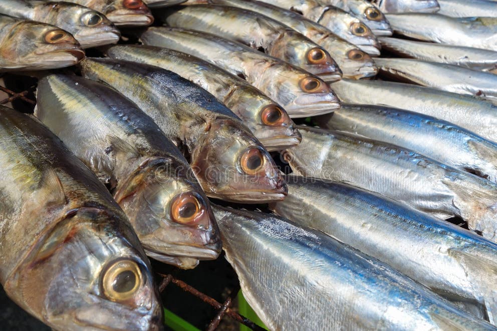 Group of Fresh Tuna on the Shelf Stock Photo - Image of fish, mackerel ...