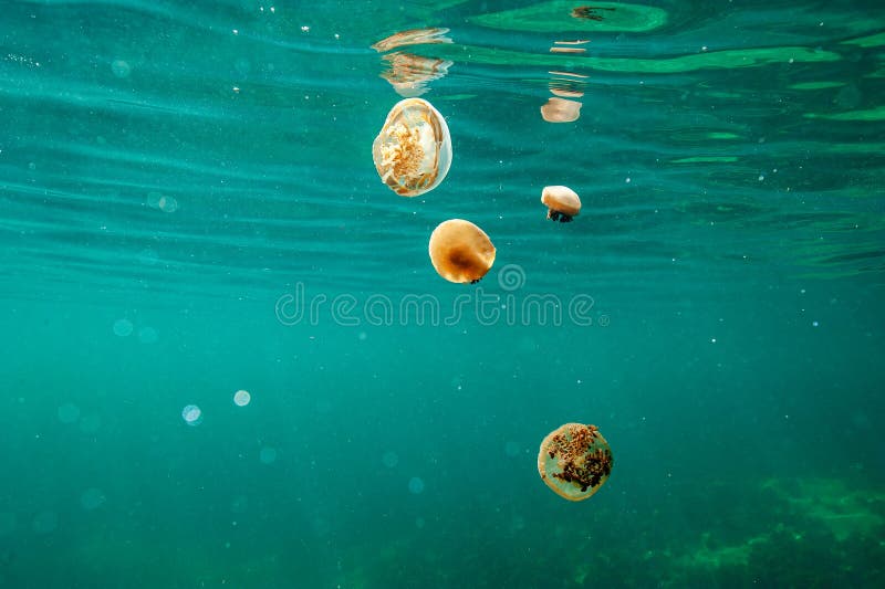 Group is Fresh Water Jelly Fish Stock Photo - Image of blue, jellyfish ...