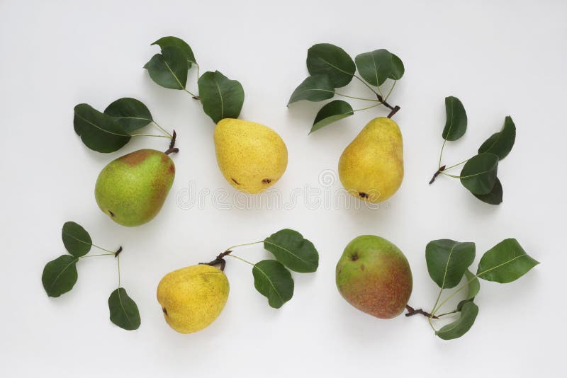 Group of Yellow Red Green Pear Fruits with Leaves on White Background ...