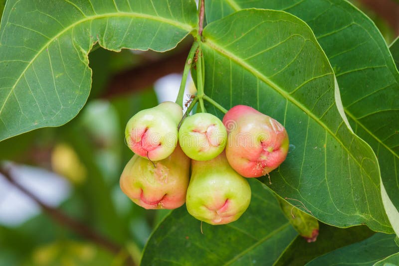 Young Rose apple stock image. Image of health, decoration - 29841217