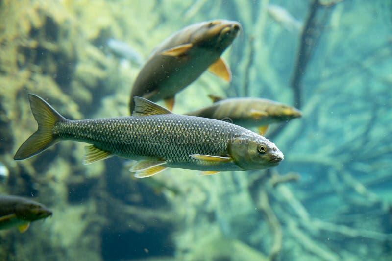 Group of Freshwater Fish in Aquarium Chub with White Spots & Multiple ...