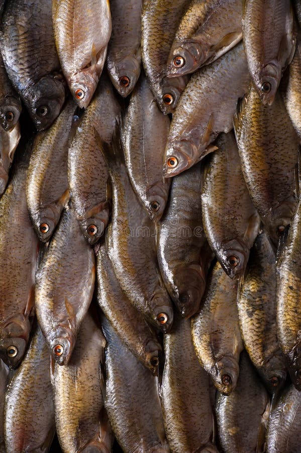 Group of Freshwater fish stock photo. Image of healthy - 55065058