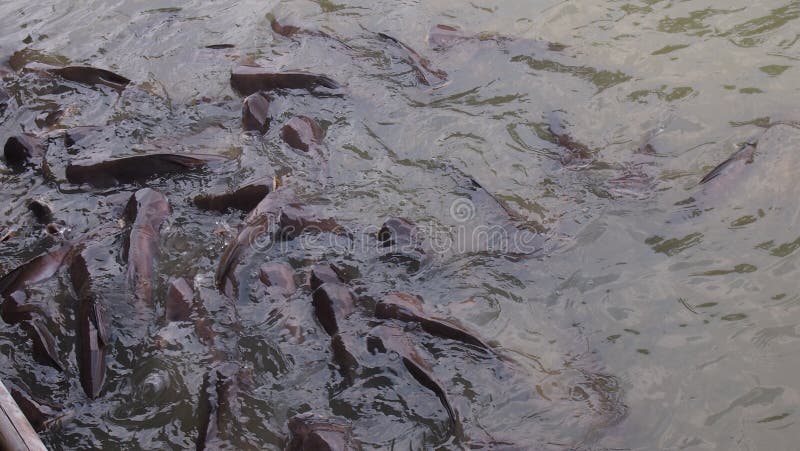 A Group of Freshwater Fish in a Canal Stock Image - Image of water ...
