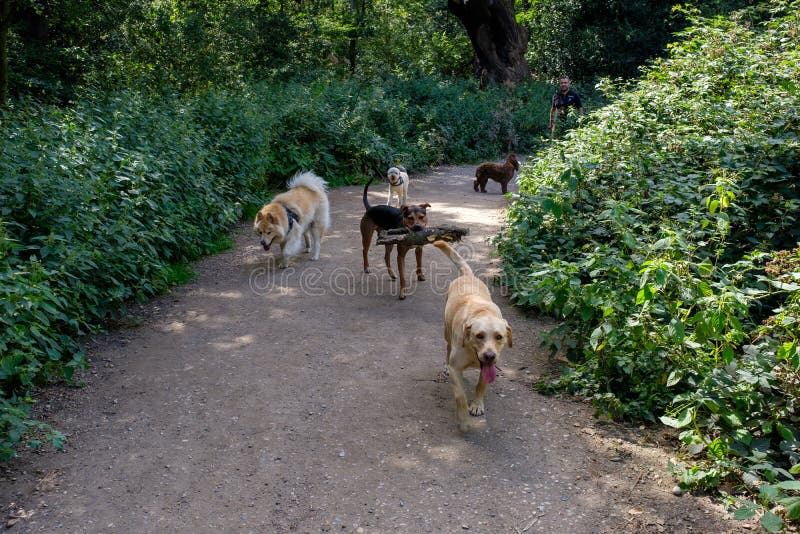 A Group of Friendly Dogs Walking Together, Hampstead Heath Park ...