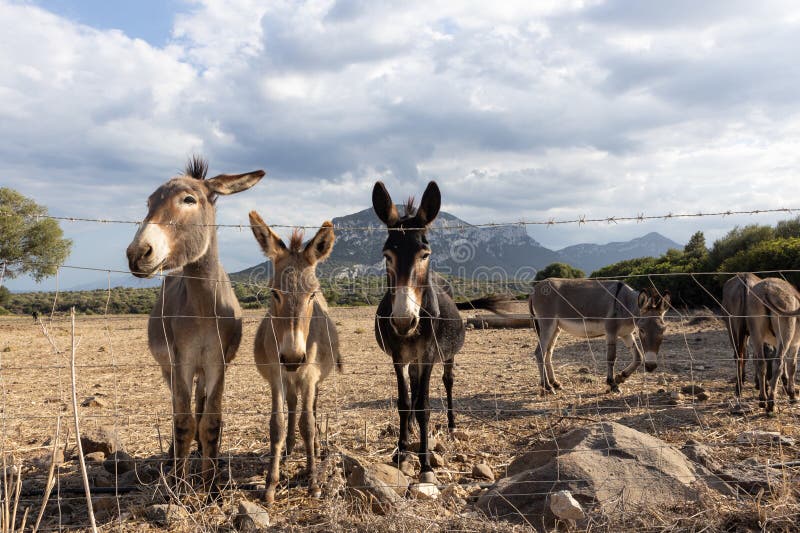 Friendly Donkeys Behind Fence with Mountains. Funny Stock Image - Image ...