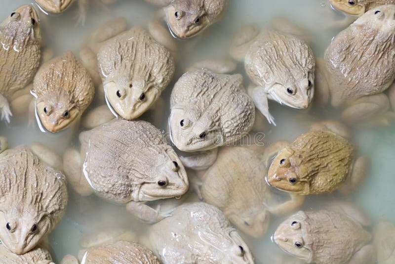 Group of frogs stock image. Image of frog, animal, close - 65183697