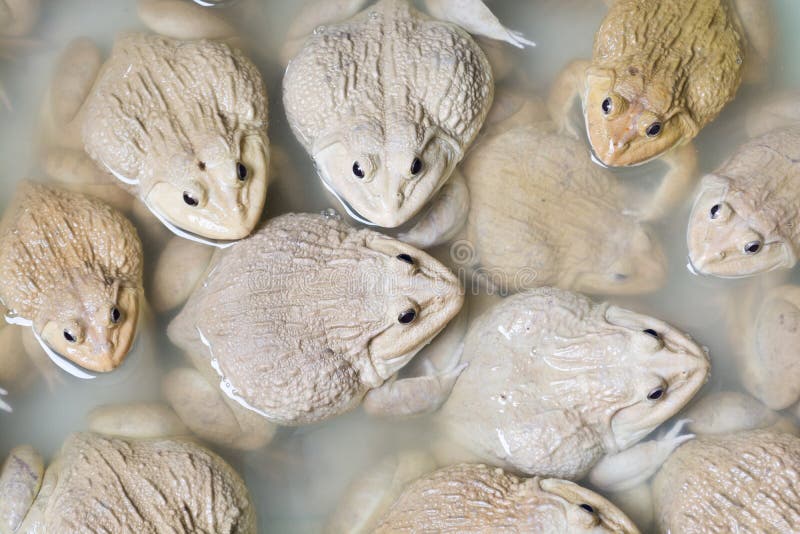 Group of frogs stock image. Image of body, frog, group - 65183741