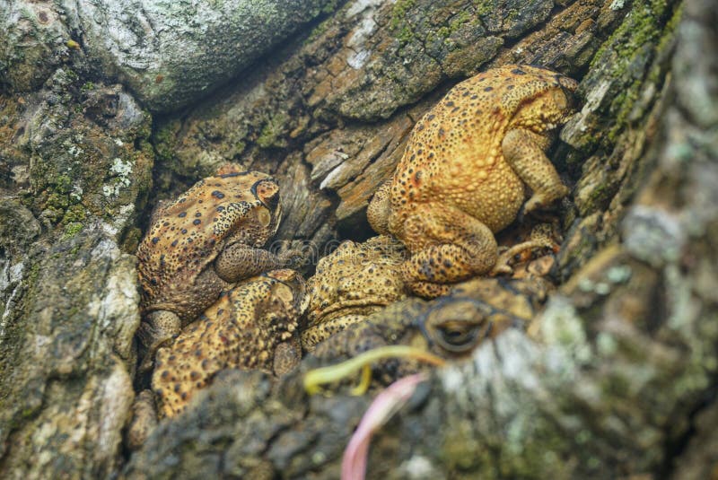 A Group of Frogs are in a Large Tree Hole. Stock Image - Image of hole ...
