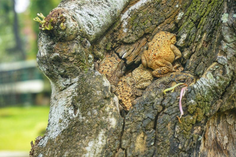 A Group of Frogs are in a Large Tree Hole. Stock Photo - Image of ...
