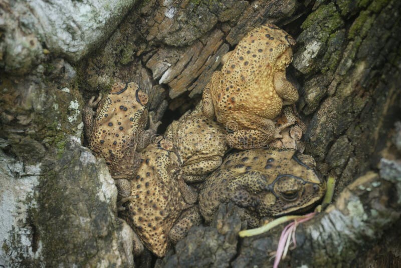 A Group of Frogs are in a Large Tree Hole. Stock Image - Image of ...