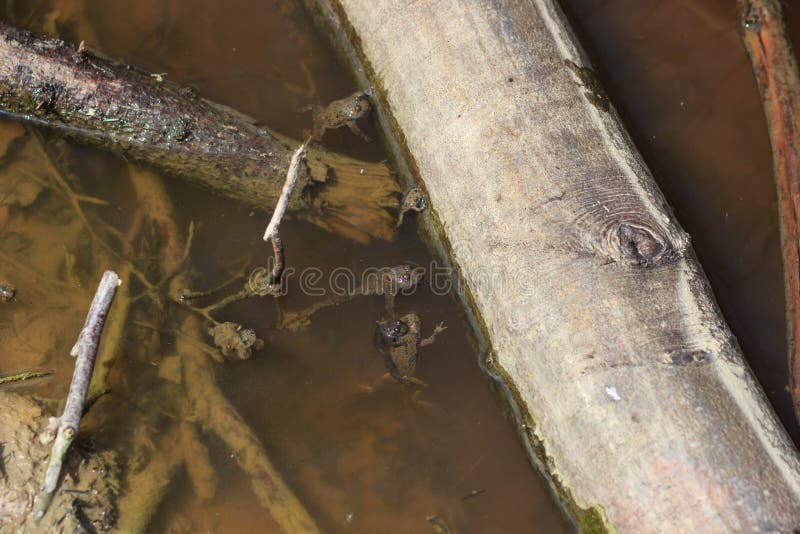 Group of Frogs Rest in a Pool Stock Photo - Image of lake, closeup ...