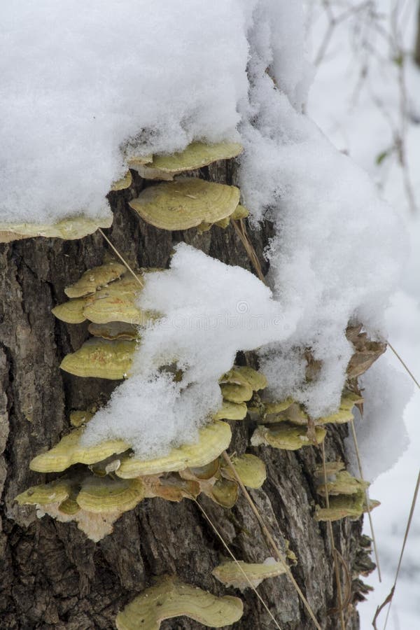 Fungus in the snow stock image. Image of detail, forest - 136745613