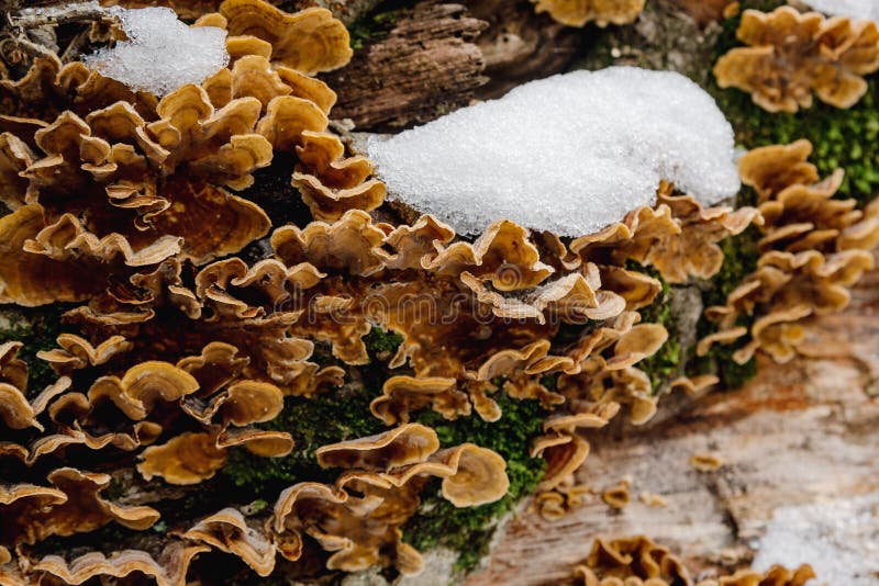Group of Fungus Stereum Subtomentosum on Tree Trunk with Snow Stock ...