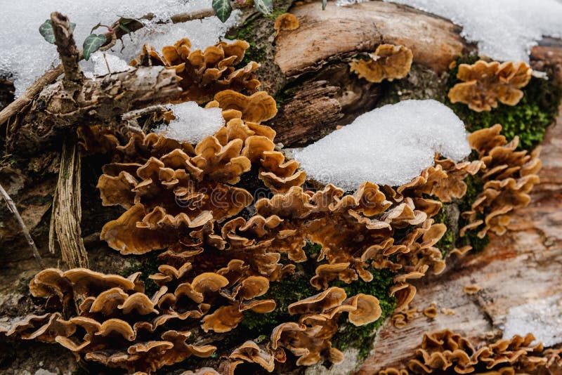 Group of Fungus Stereum Subtomentosum on Tree Trunk with Snow Stock ...