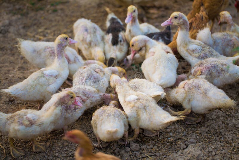 Group of funny duckling stock photo. Image of beauty - 38471902