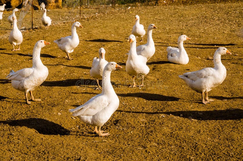 Domestic Geese stock image. Image of domesticated, geese - 29728245