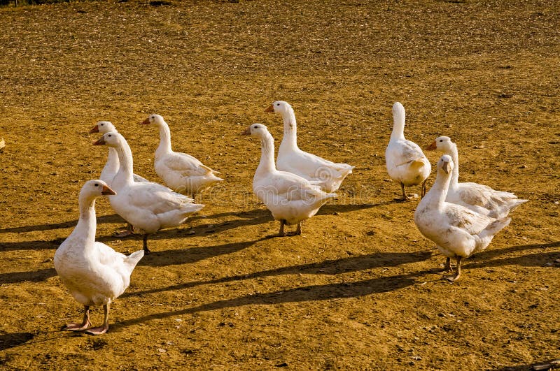 Domestic Geese stock photo. Image of runing, walking - 29728690
