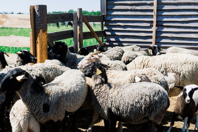 Group of Funny Sheeps. Portrait of Sheep on the Farm Stock Photo ...