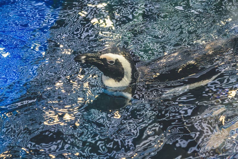 Group of Galapagos Penguins in Kyoto Aquarium 11 April 2012 Editorial ...