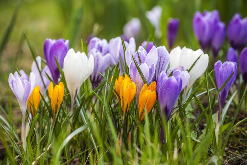 Group of Garden Crocus Flowers Stock Image - Image of season, outdoor ...